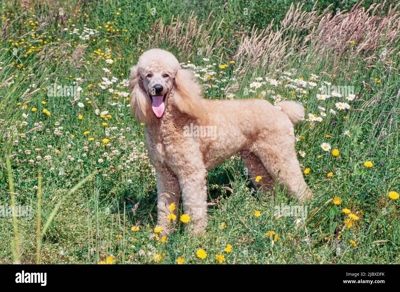 A standard poodle standing in a field of grass with yellow and white ...