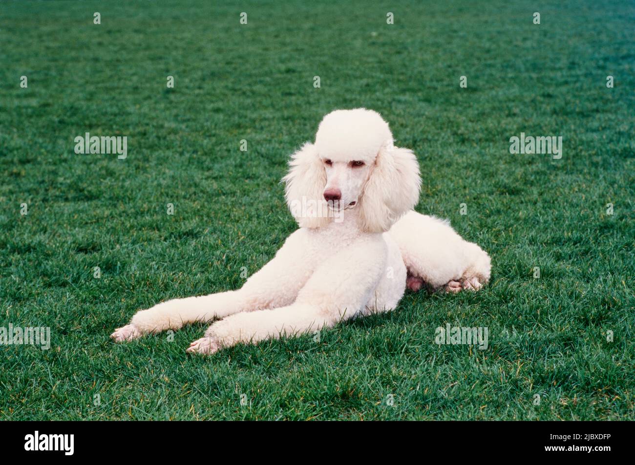 A standard poodle laying in a green field Stock Photo - Alamy