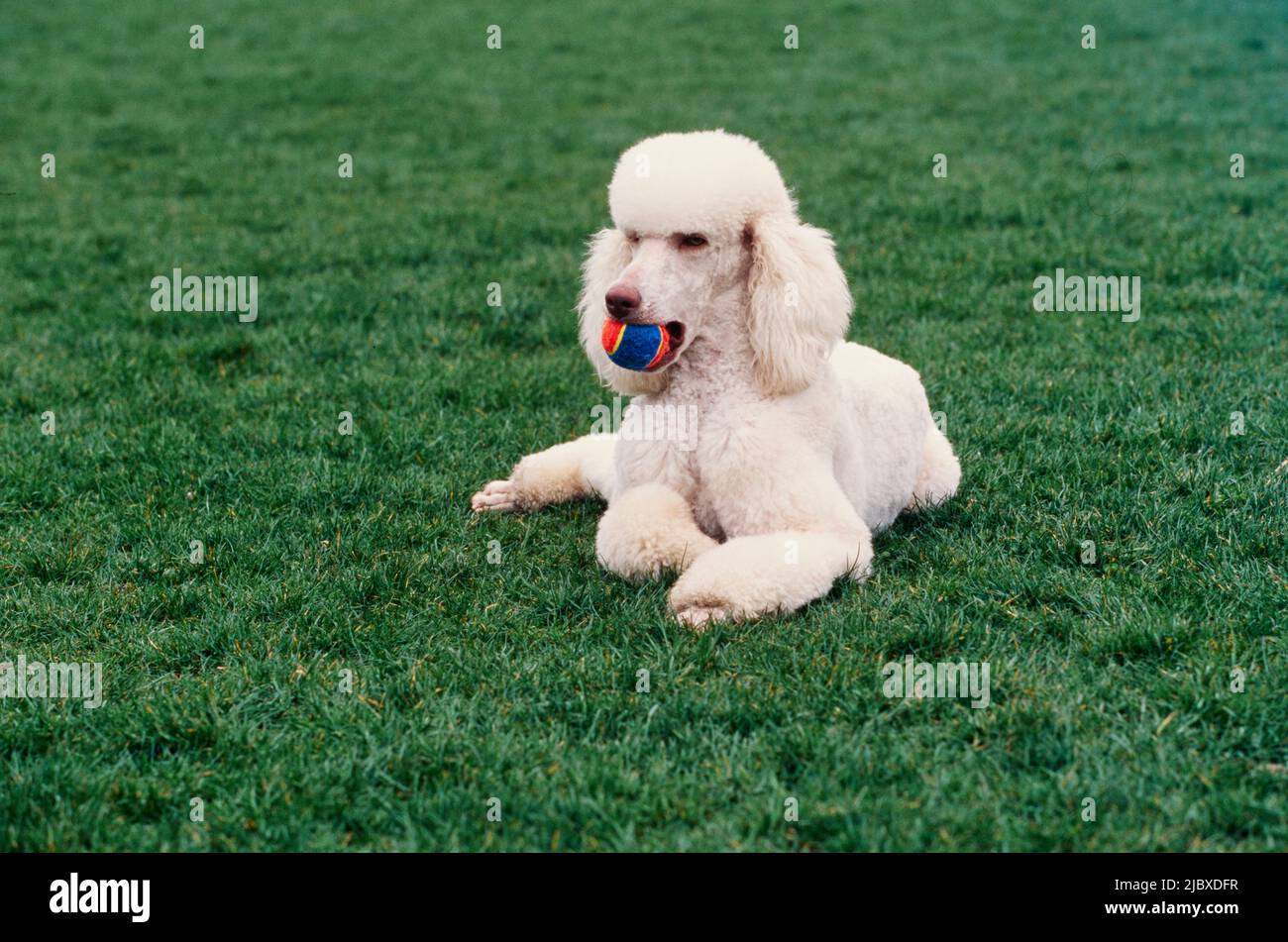 A standard poodle laying in a green field with a ball in its mouth ...