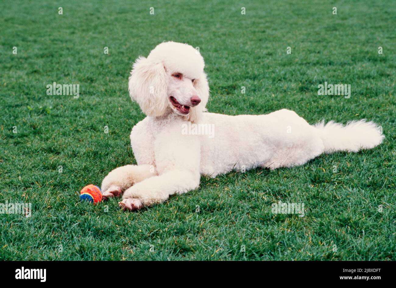 Ball at feet hi-res stock photography and images - Alamy