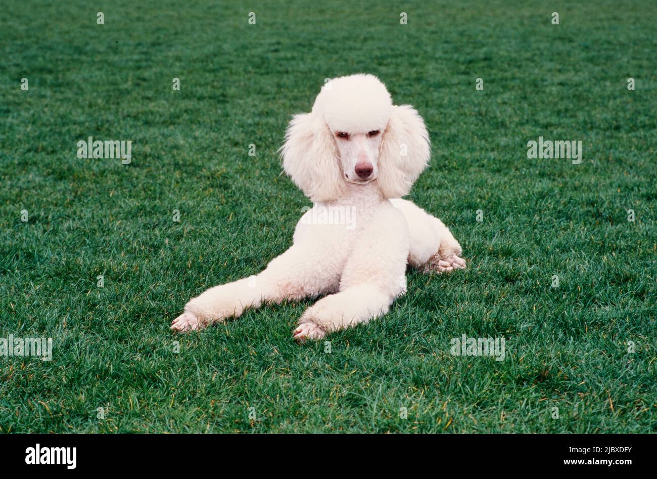 A standard poodle laying in a green field Stock Photo - Alamy