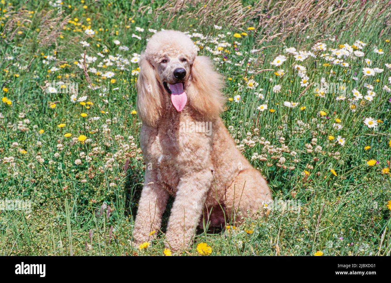 White standard poodle sitting hi-res stock photography and images - Alamy