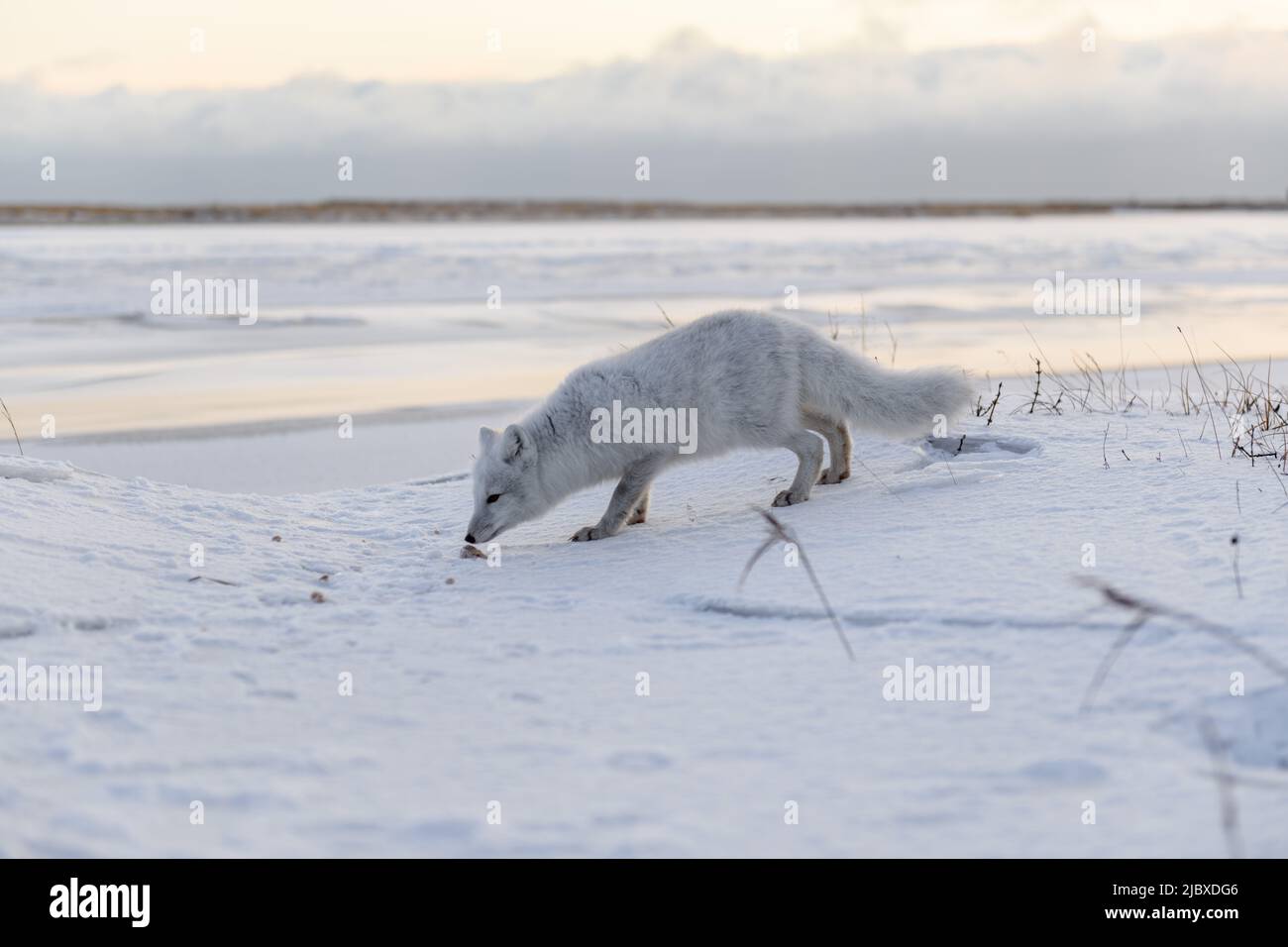 Arctic fox (Vulpes Lagopus) in winter time in Siberian tundra Stock ...