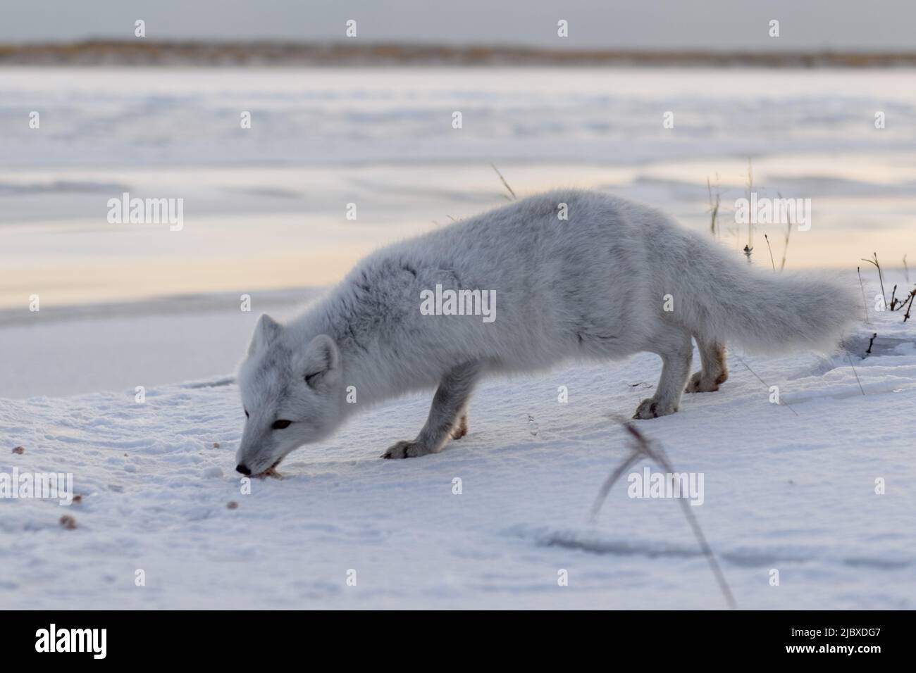 Arctic fox (Vulpes Lagopus) in winter time in Siberian tundra Stock Photo - Alamy