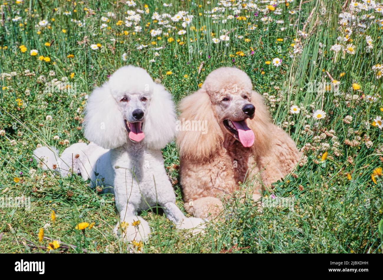 A pair of standard poodles laying in a field of grass with yellow and ...