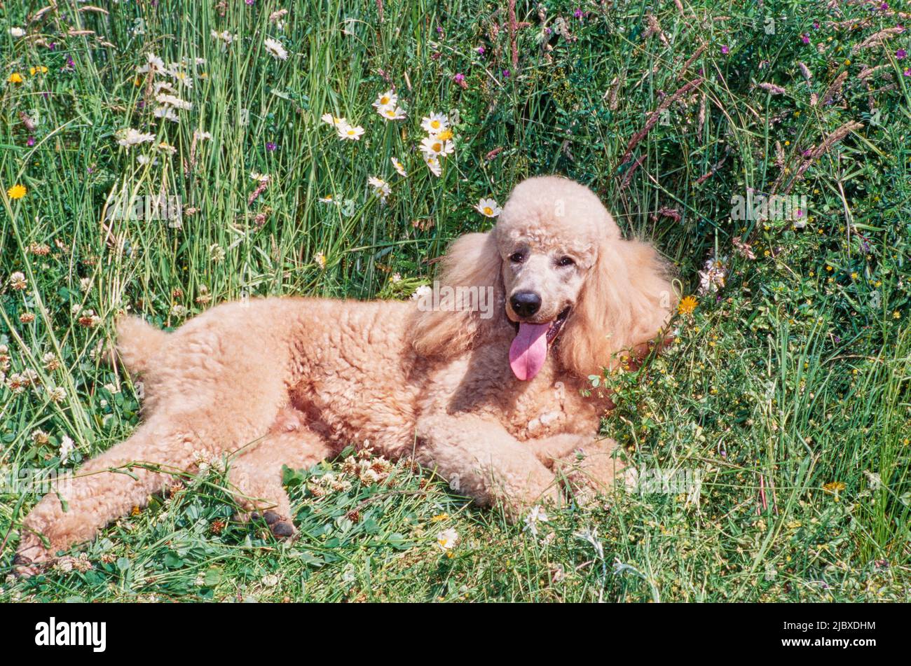 A standard poodle laying in a field of grass with yellow and white ...