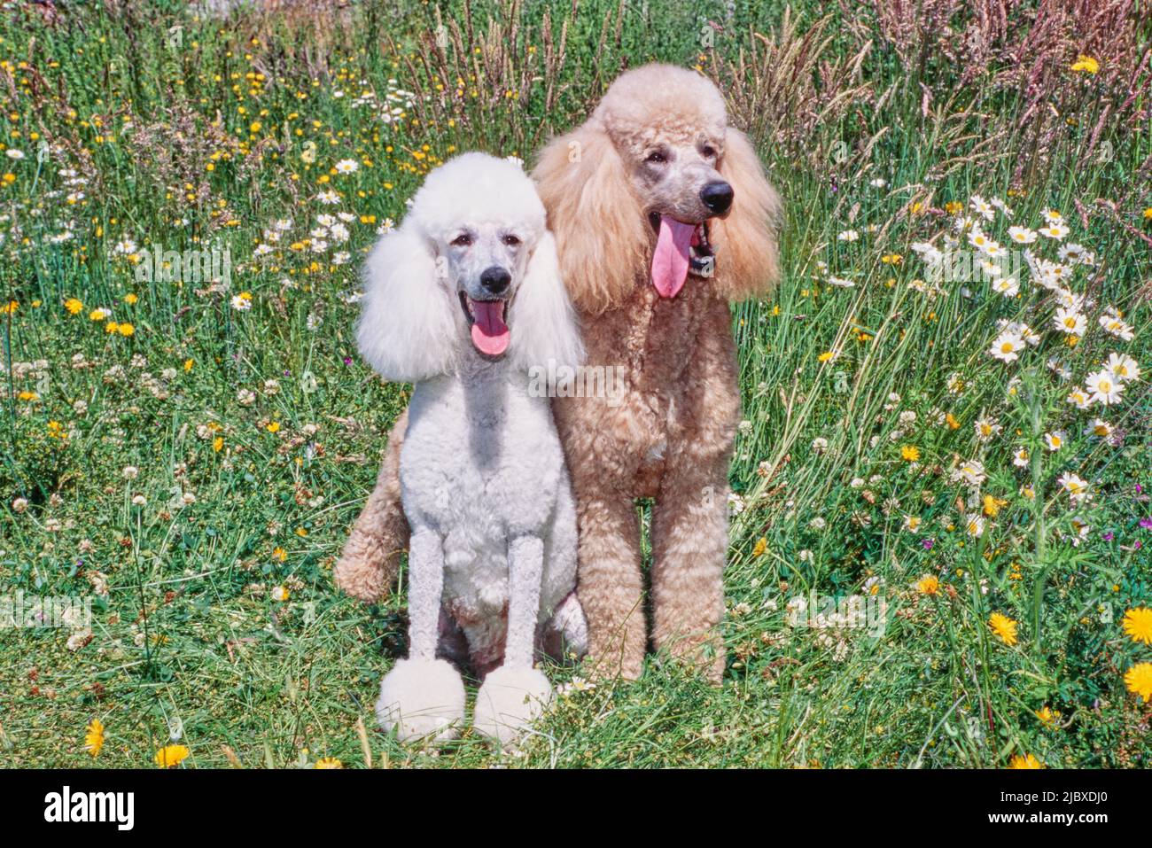 A pair of standard poodles sitting in a field of grass with yellow and ...