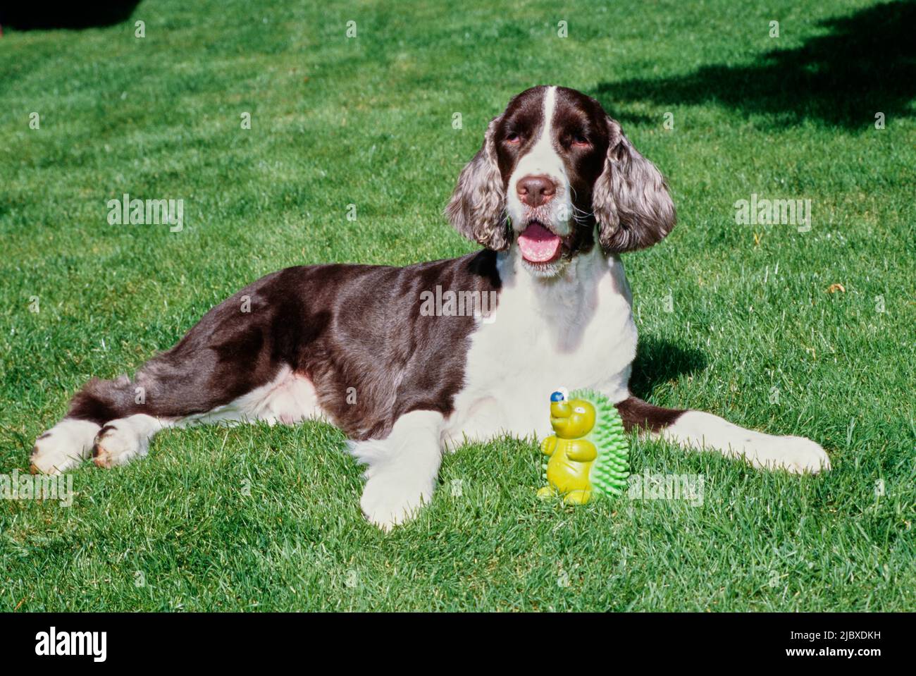 English spinger spaniel hi-res stock photography and images - Alamy