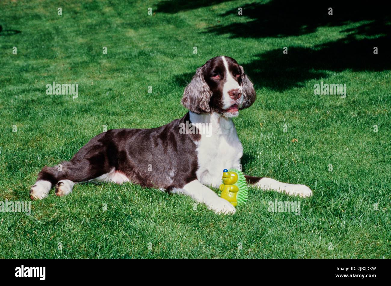 English spinger spaniel hi-res stock photography and images - Alamy