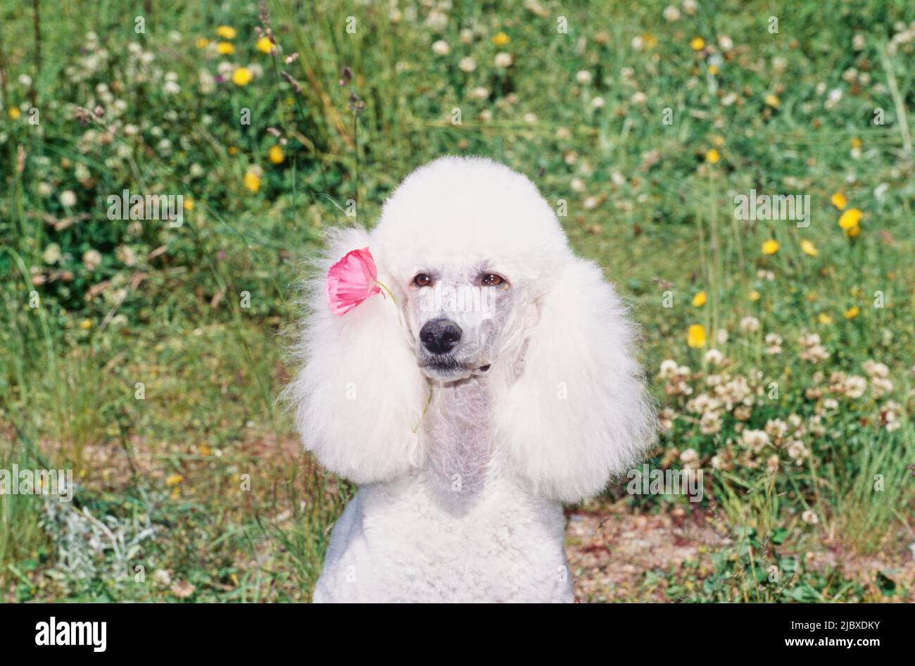 Pink domestic flower hi-res stock photography and images - Alamy