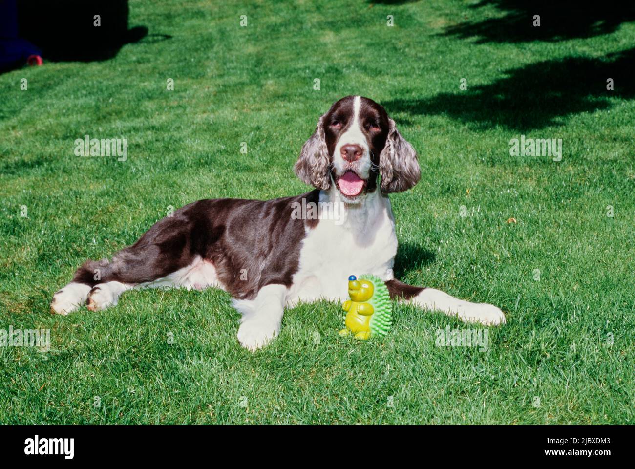 English spinger spaniel hi-res stock photography and images - Alamy