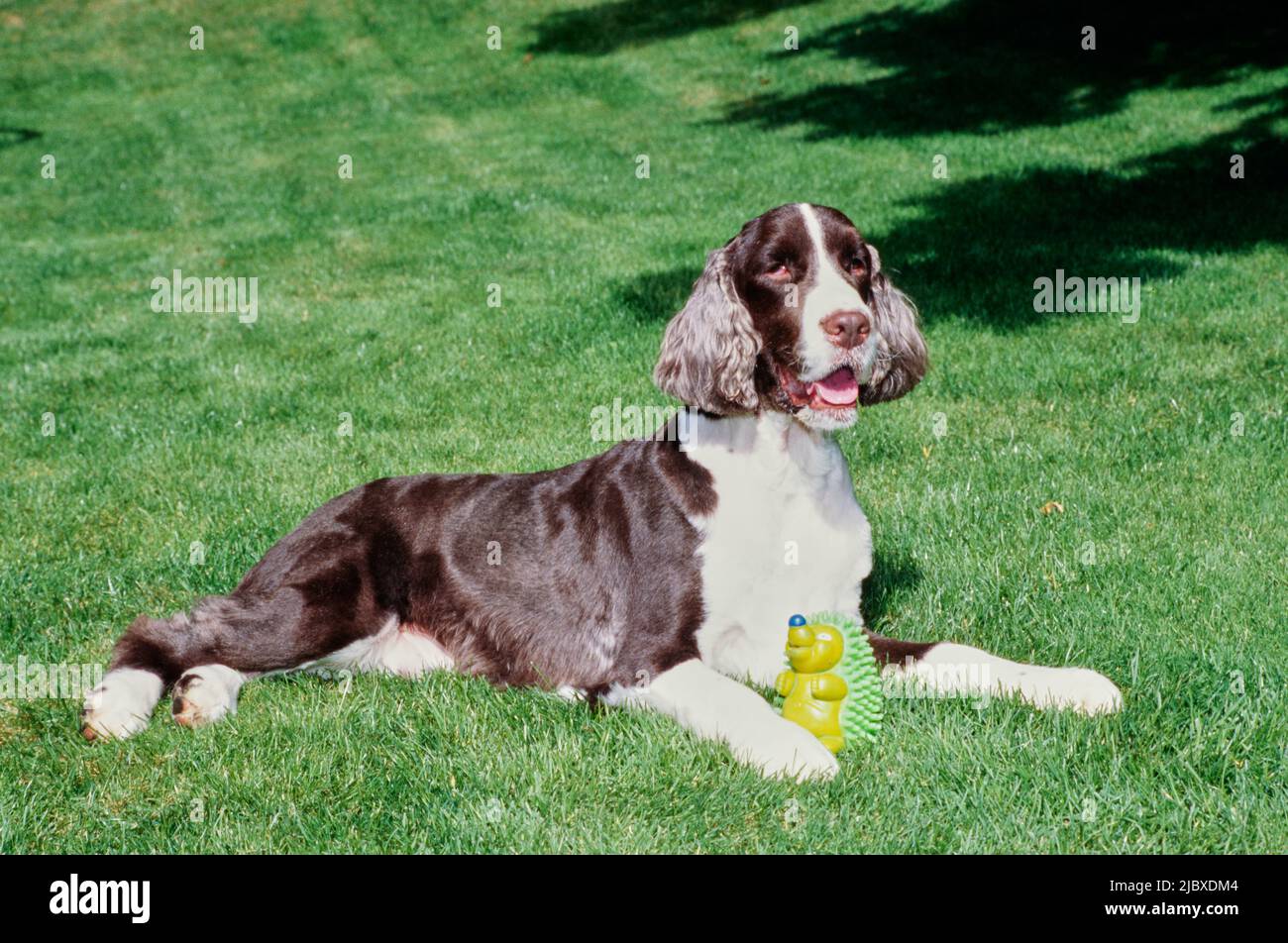 English spinger spaniel hi-res stock photography and images - Alamy