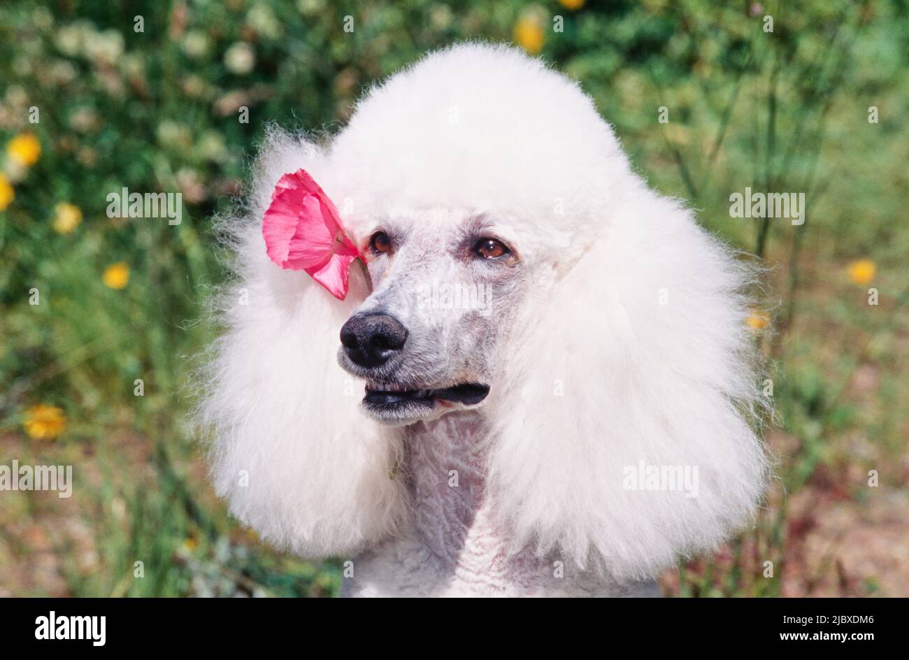 Are Pink Poodles Real