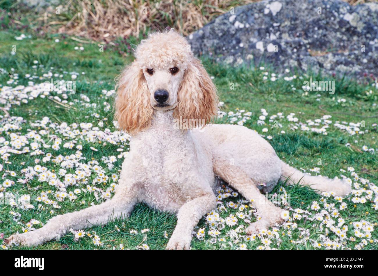 A standard poodle laying in a field of grass with white wildflowers ...