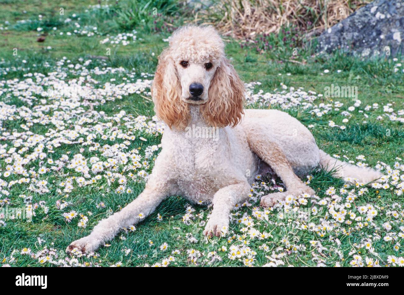 A standard poodle laying in a field of grass with white wildflowers ...