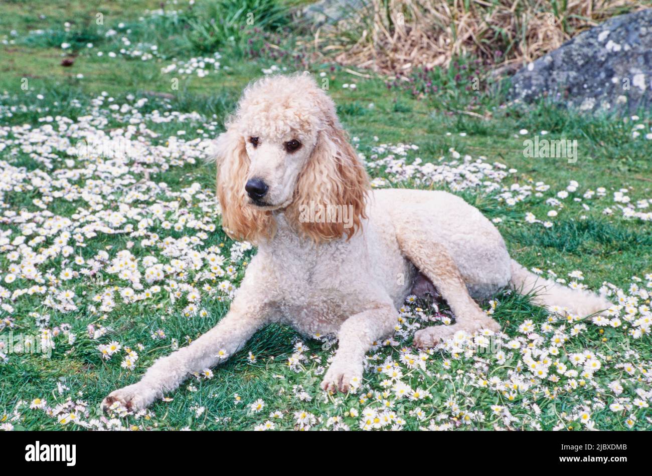 A standard poodle laying in a field of grass with white wildflowers ...