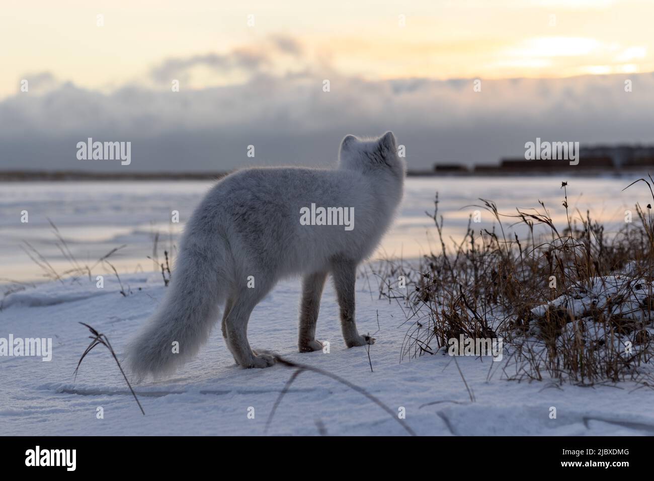 Arctic fox (Vulpes Lagopus) in winter time in Siberian tundra Stock ...