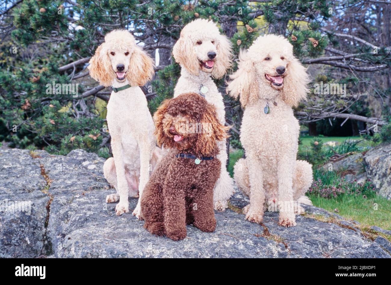 Large poodles hi-res stock photography and images - Alamy