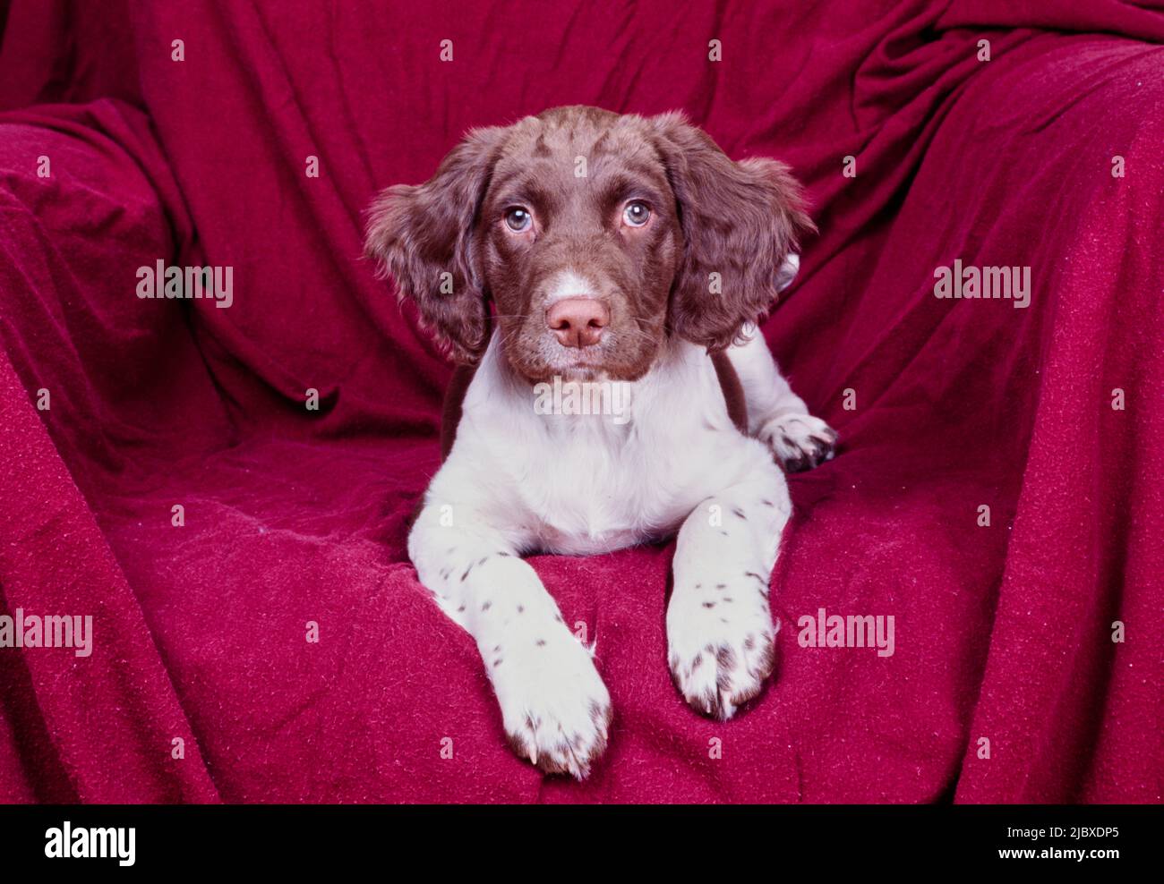 An English springer spaniel laying on a chair draped in a red cloth ...