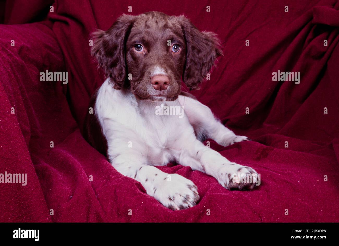 An English springer spaniel laying on a chair draped in a red cloth ...