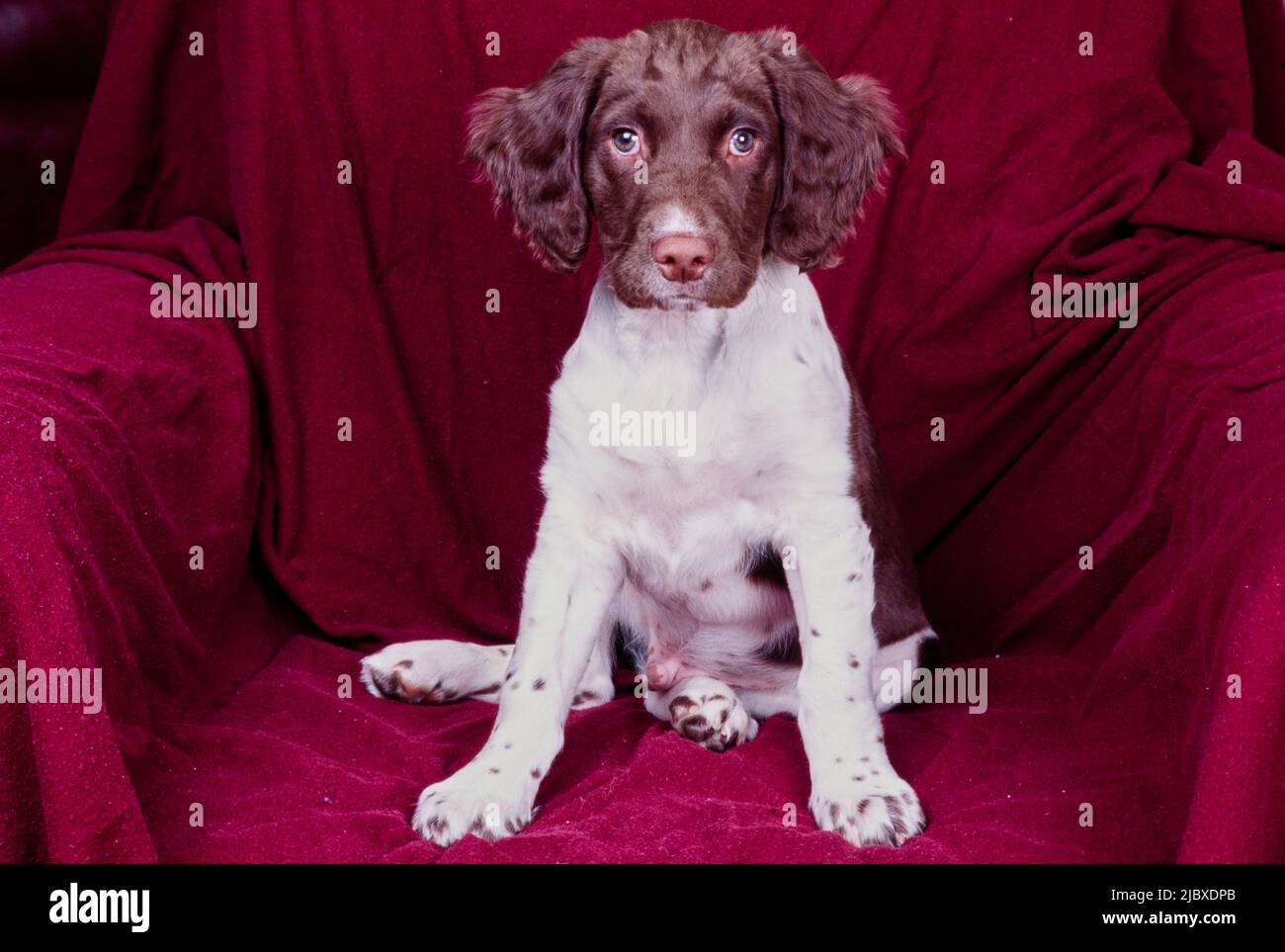 An English springer spaniel sitting on a chair draped in a red cloth ...