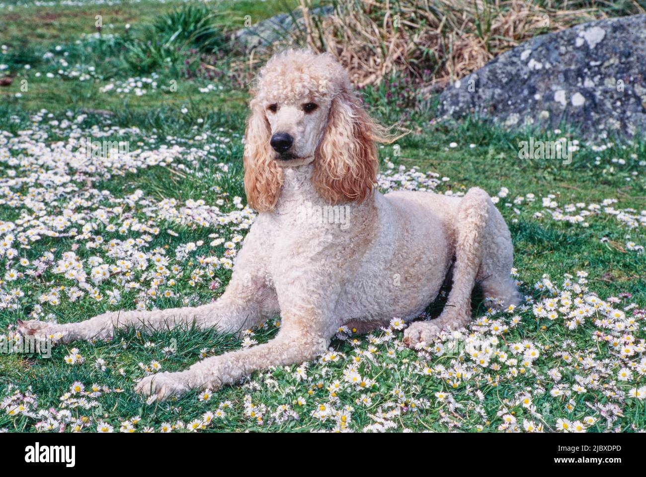 A standard poodle laying in a field of grass with white wildflowers ...