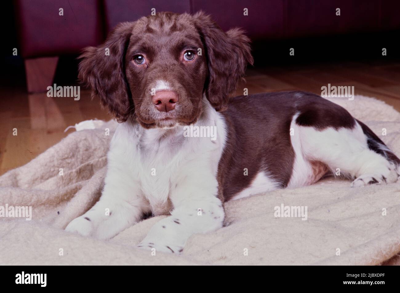 English spinger spaniel hi-res stock photography and images - Alamy