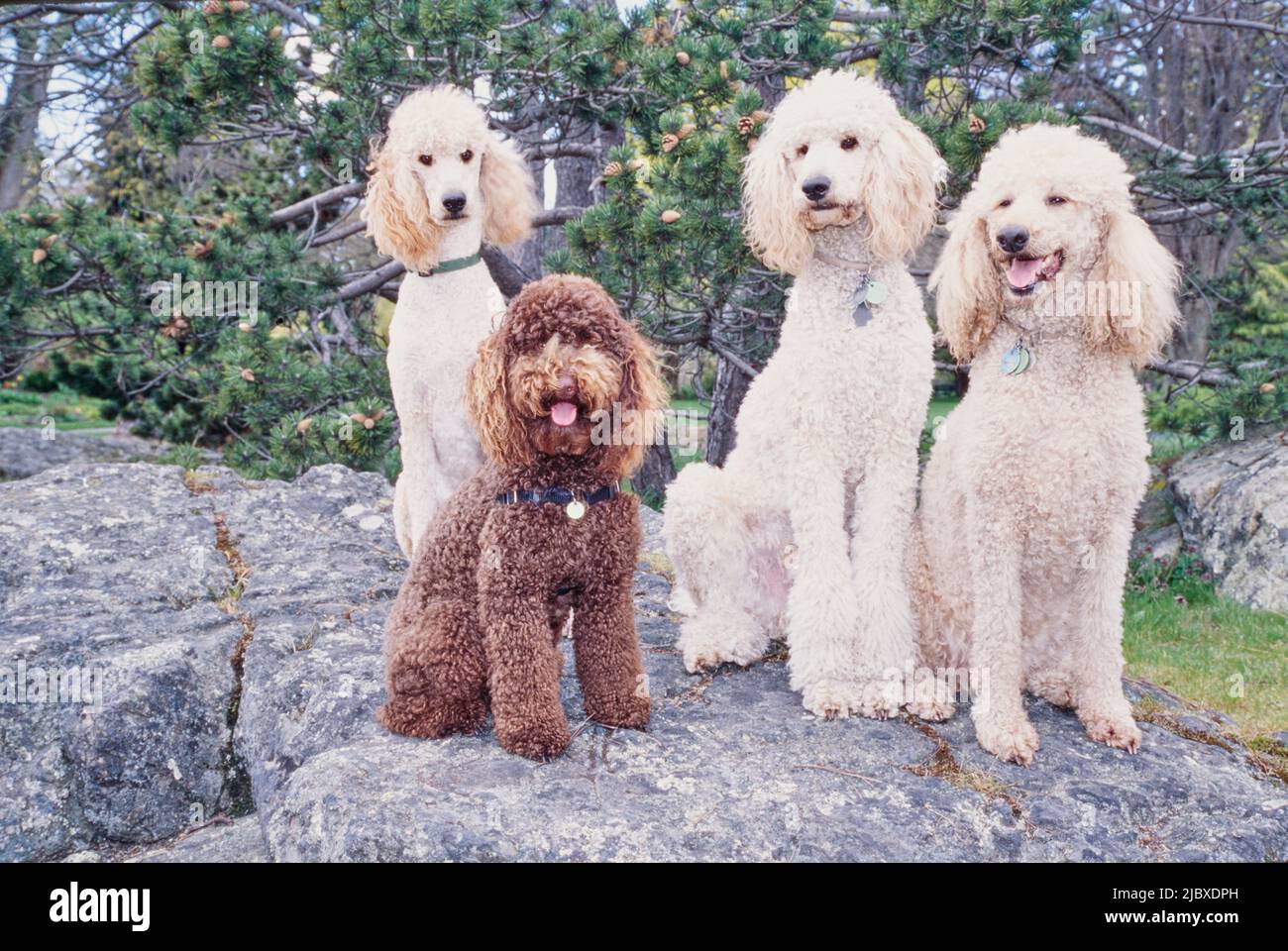 Large poodles hi-res stock photography and images - Alamy