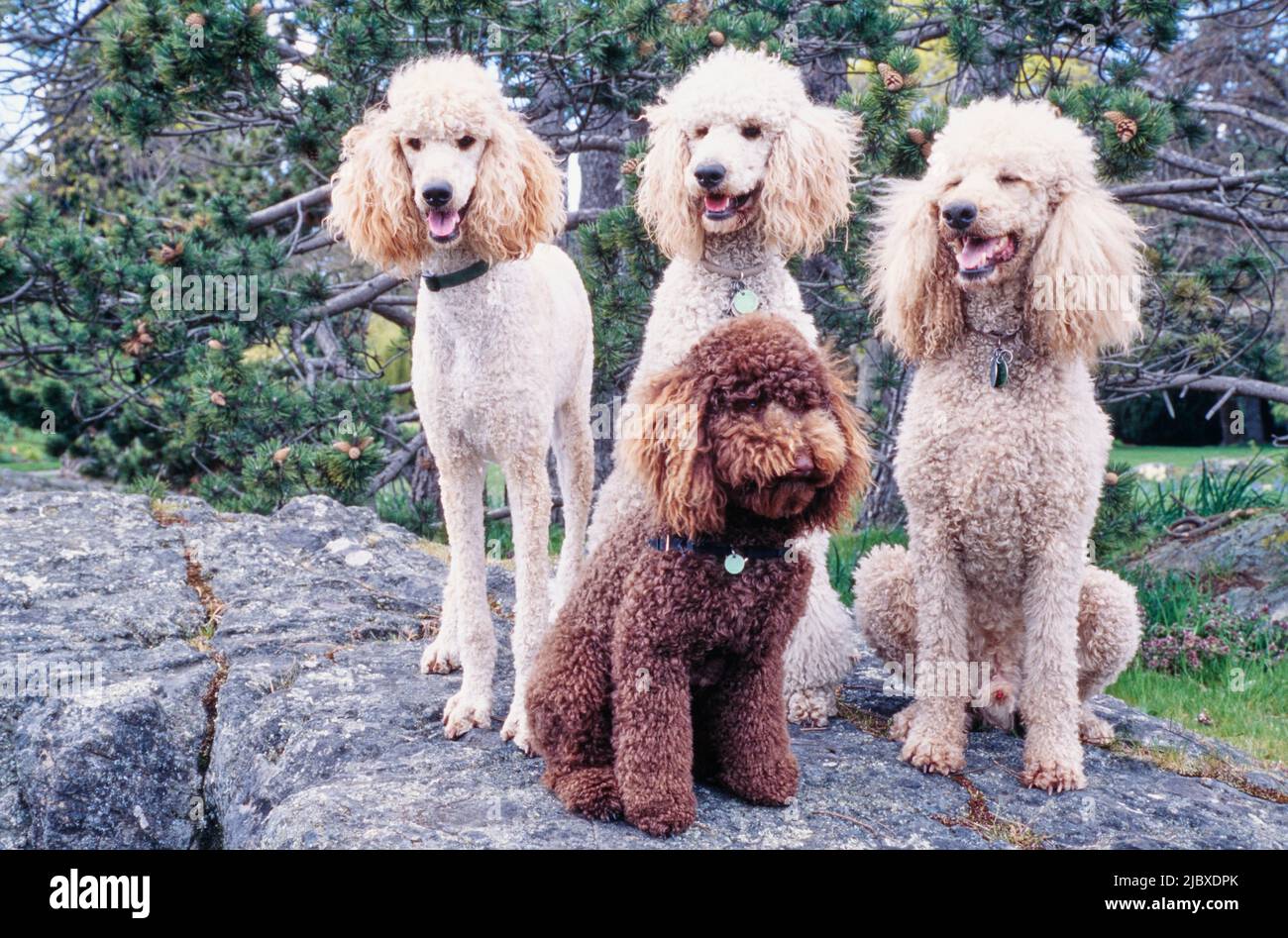 Four standard poodles sitting on a large rock Stock Photo - Alamy