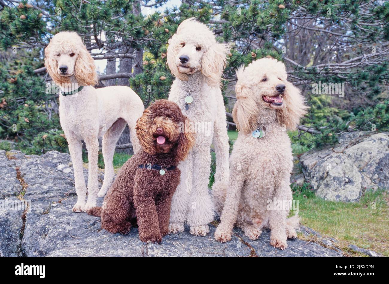 Four standard poodles sitting on a large rock Stock Photo - Alamy