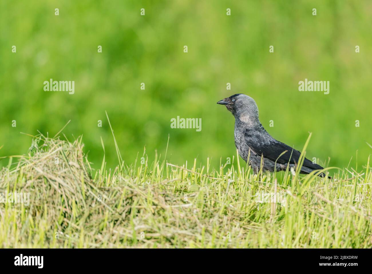Western jackdaw bird on the summer meadow Stock Photo - Alamy