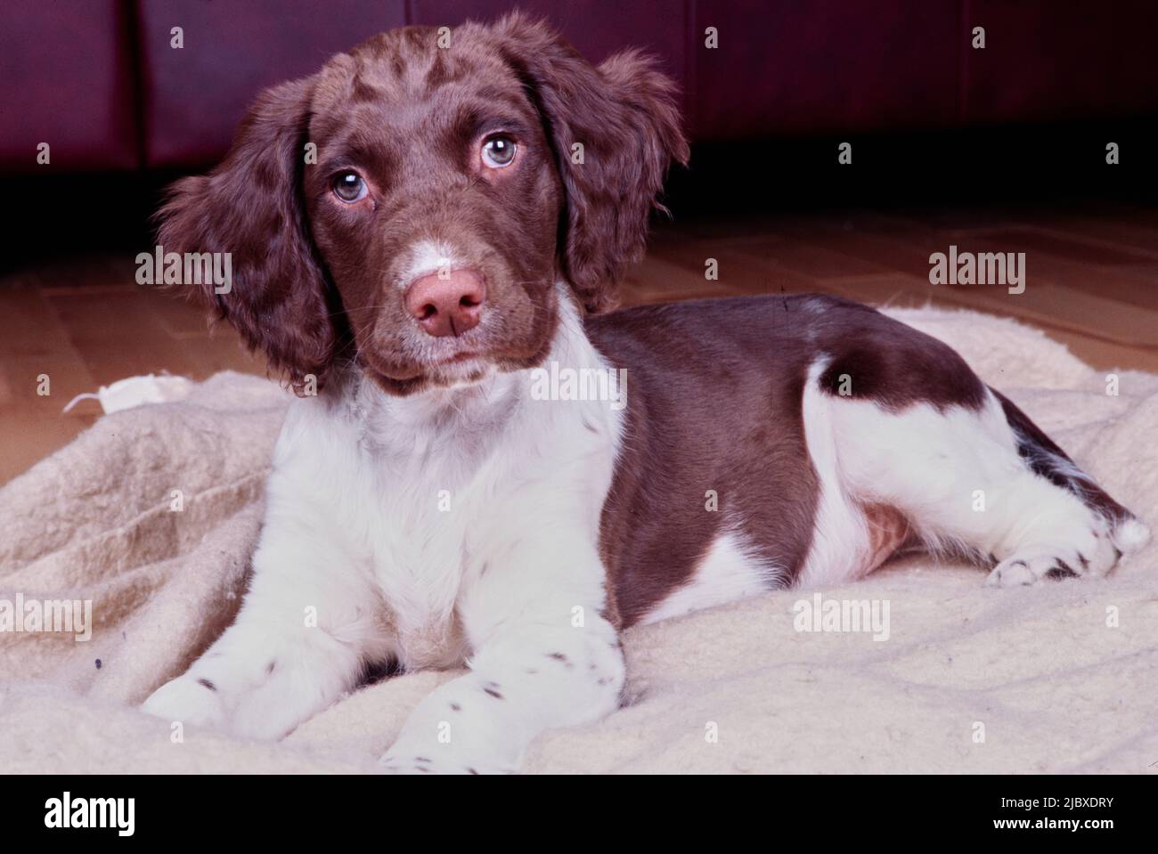 English spinger spaniel hi-res stock photography and images - Alamy