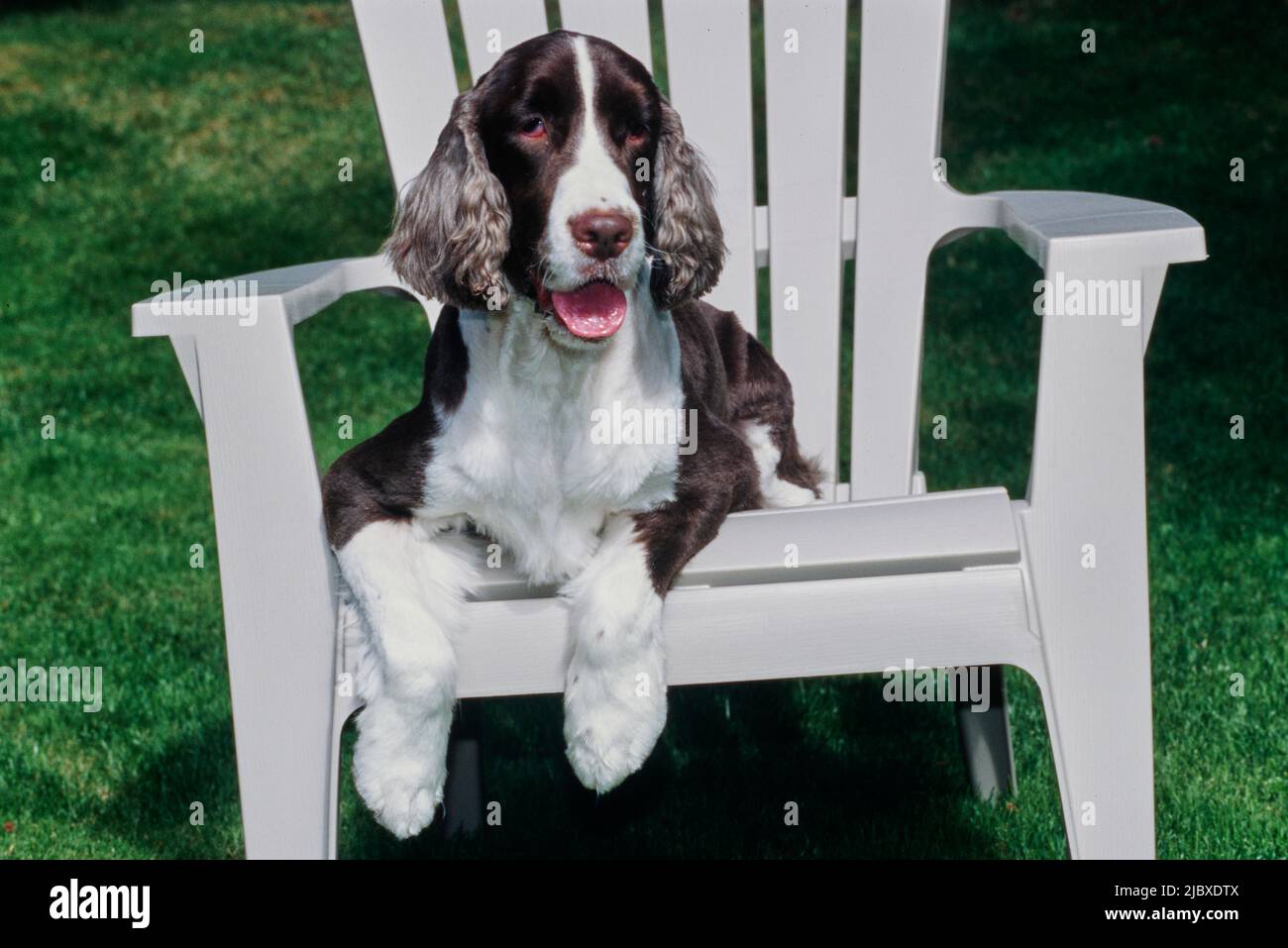 English spinger spaniel hi-res stock photography and images - Alamy