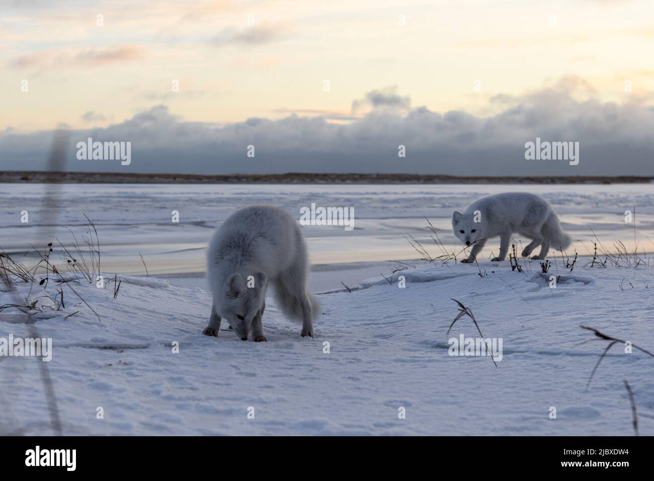 Two arctic foxes (Vulpes Lagopus) in wilde tundra. Arctic fox on the ...