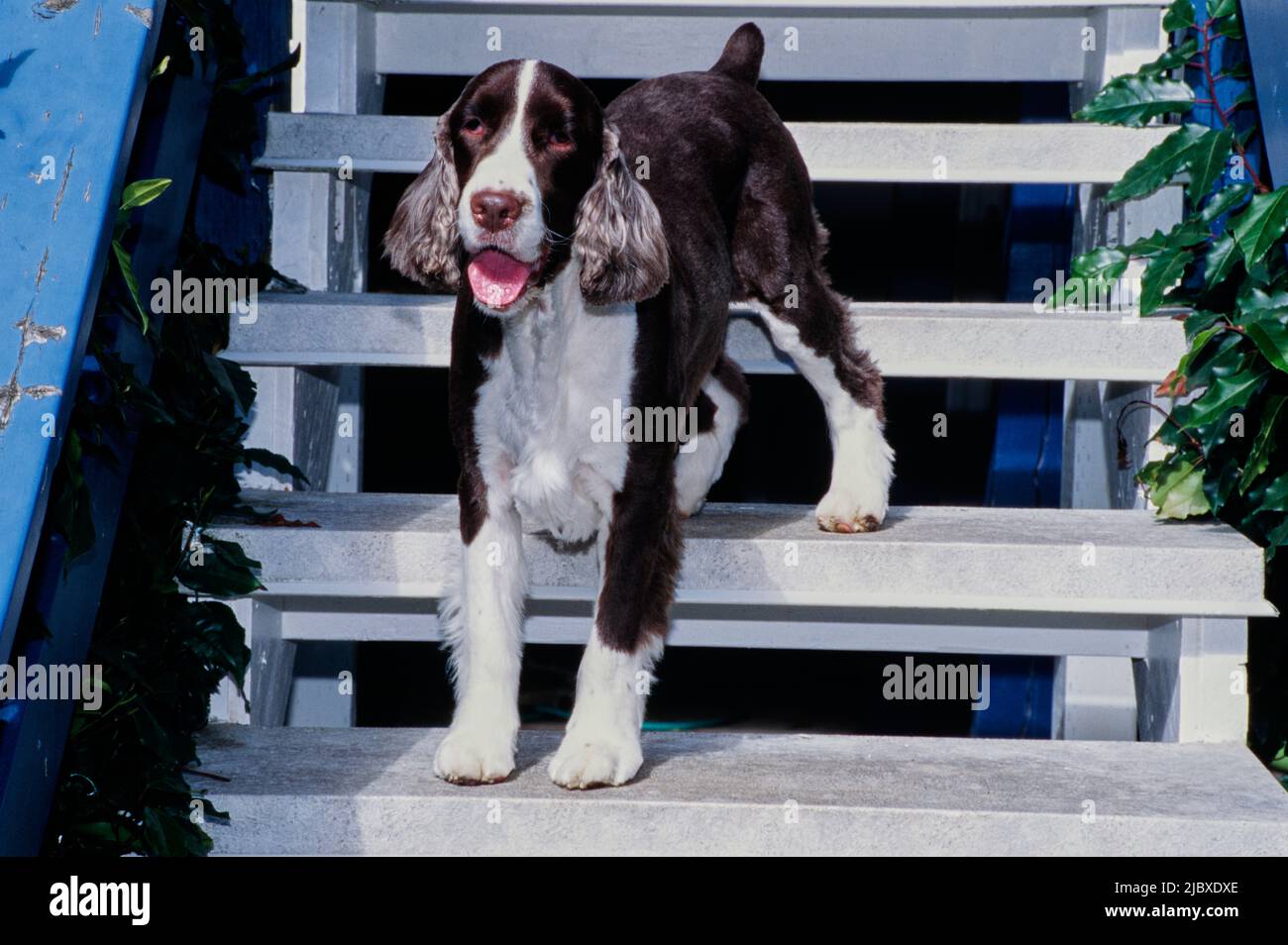 An English springer spaniel walking down white painted stairs with blue ...