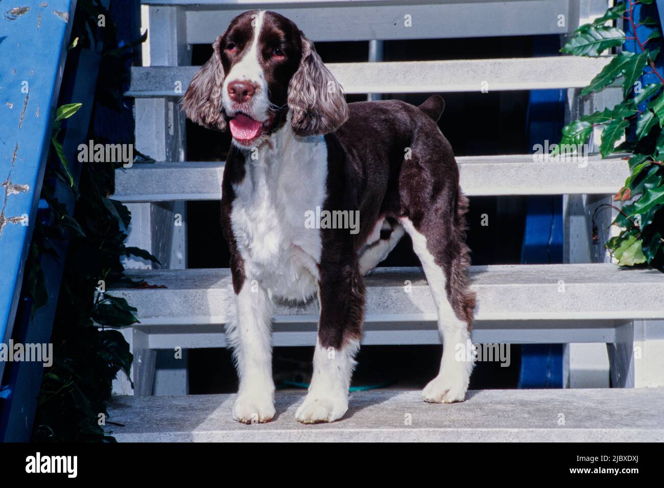 An English springer spaniel walking down white painted stairs with blue ...