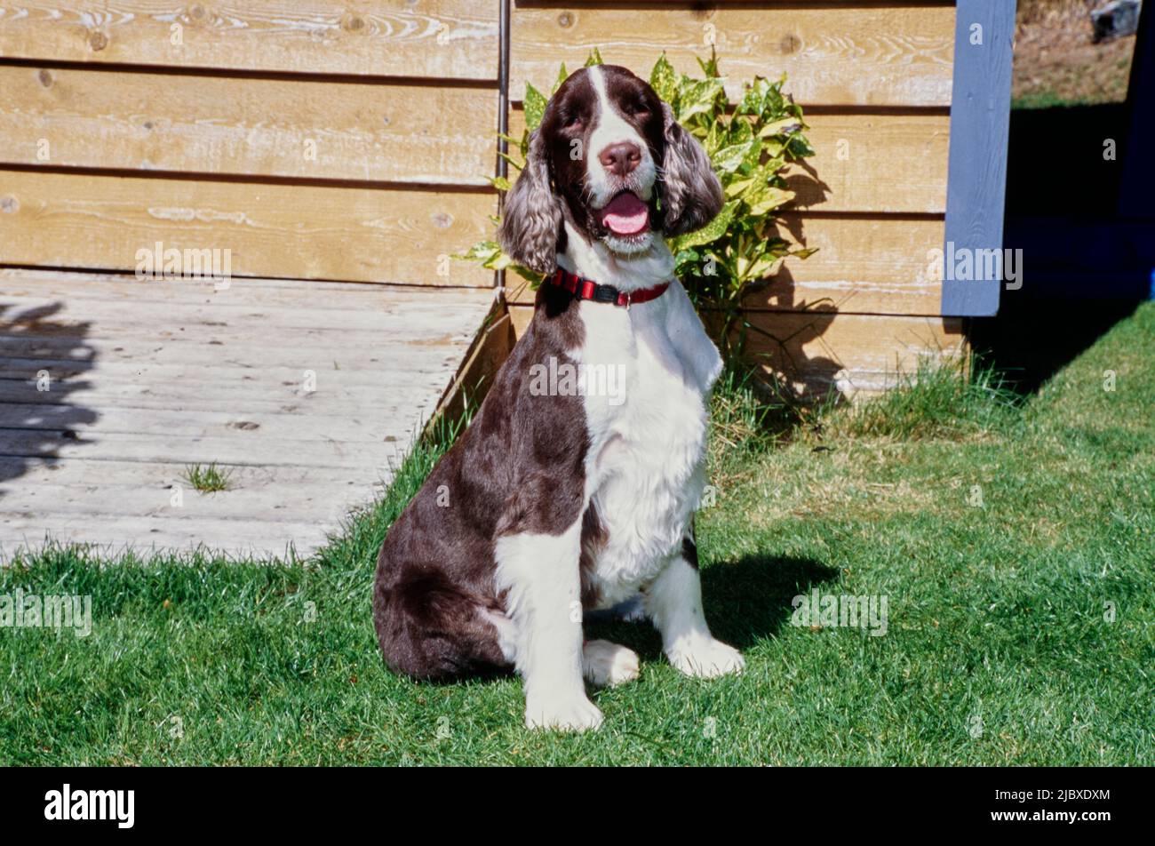 English spinger spaniel hi-res stock photography and images - Alamy