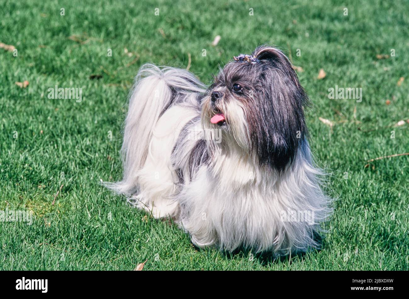 A shih tzu dog standing on a green lawn Stock Photo - Alamy