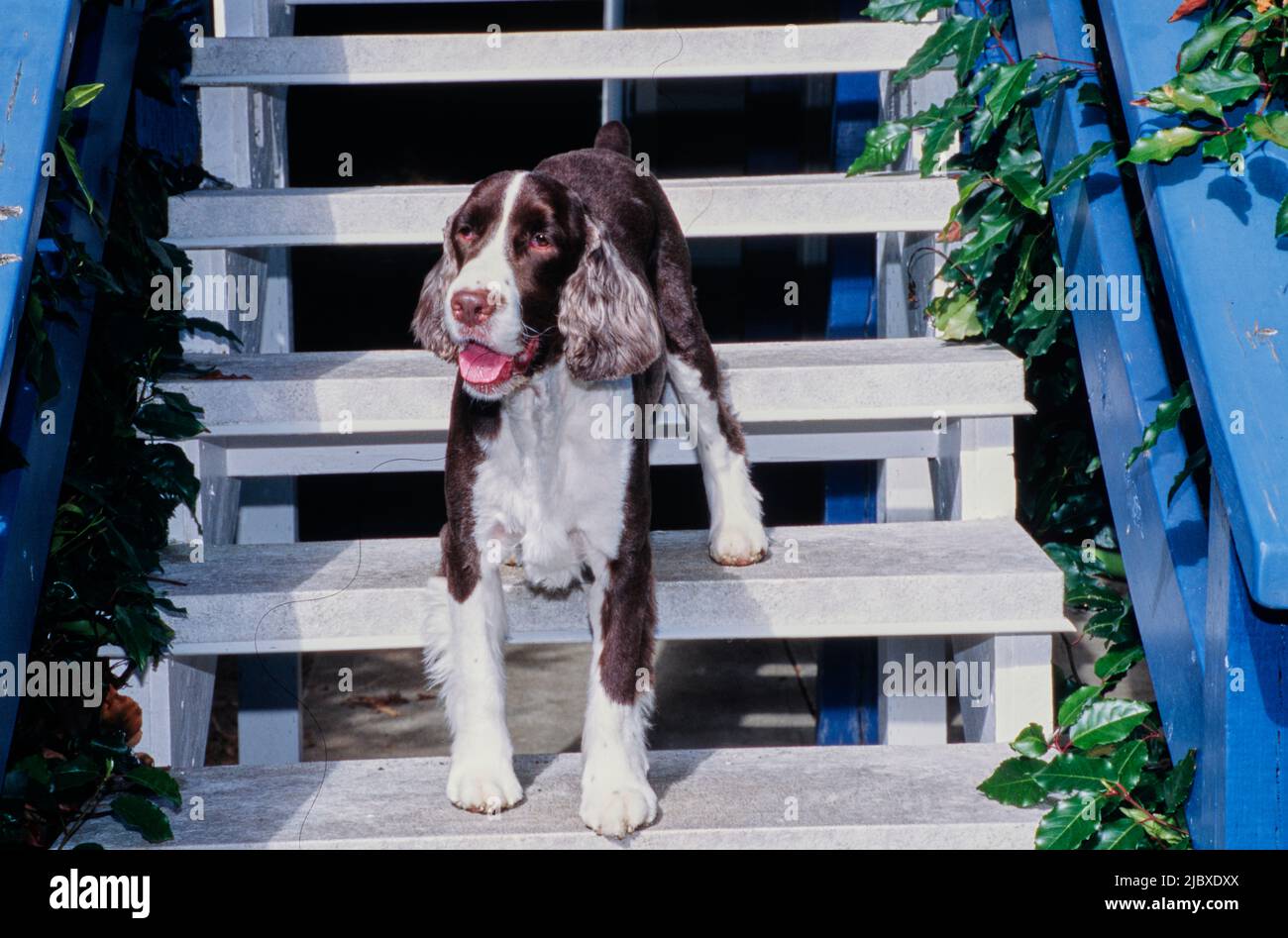 An English springer spaniel walking down white painted stairs with blue ...