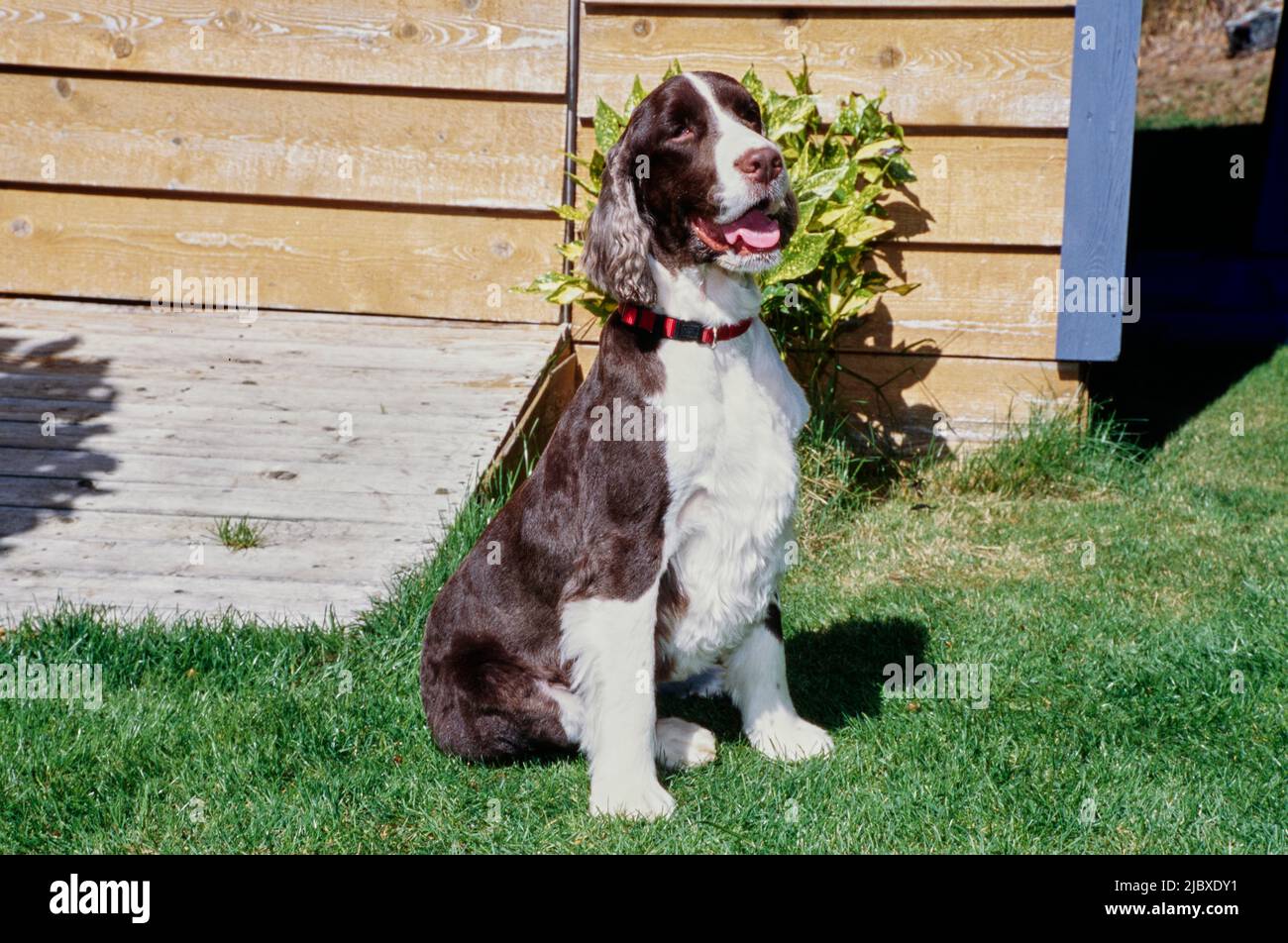 An English springer spaniel sitting on a green lawn in front of a ...