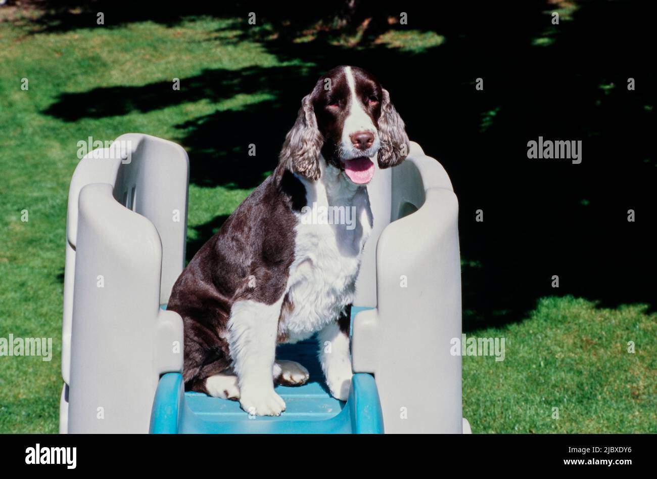 An English springer spaniel sitting on top of a children's playset ...