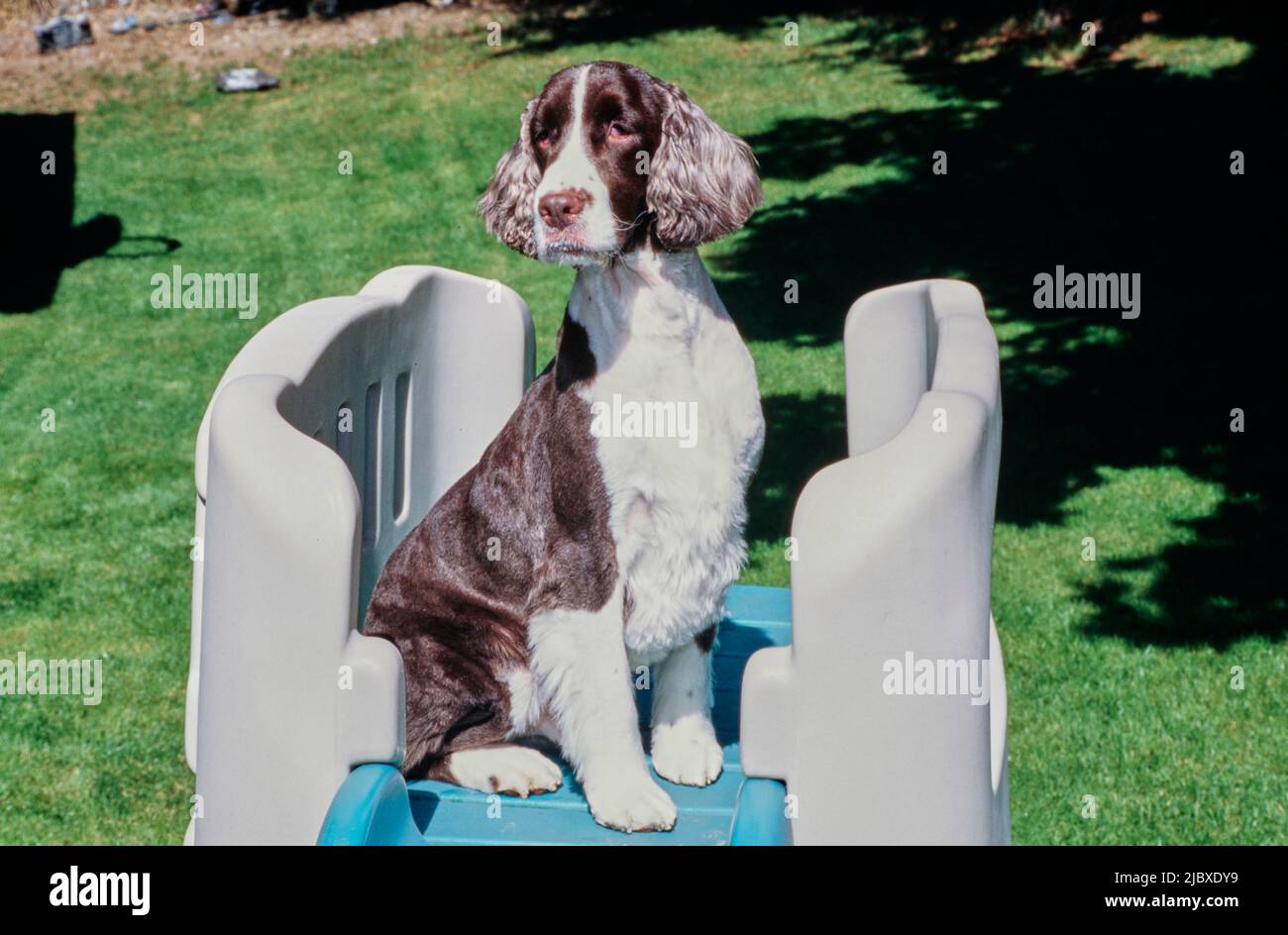 English spinger spaniel hi-res stock photography and images - Alamy