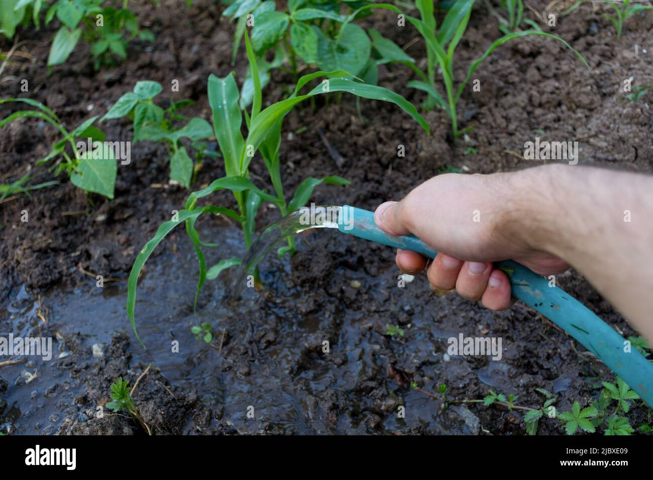 Man hand watering maize in the garden with a hose on a summer day ...