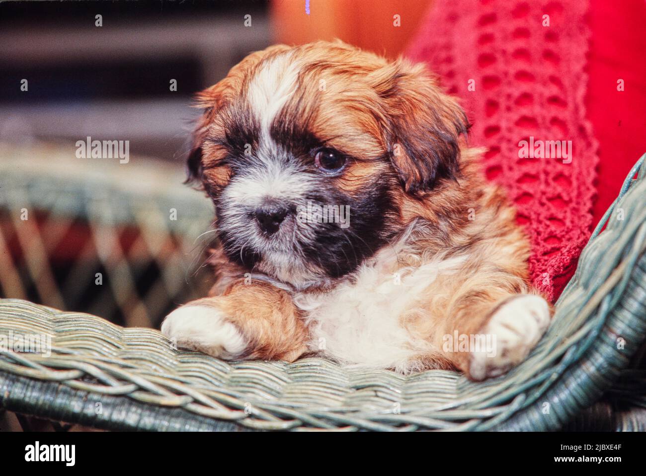 A shih tzu puppy dog sitting on a wicker chair Stock Photo - Alamy