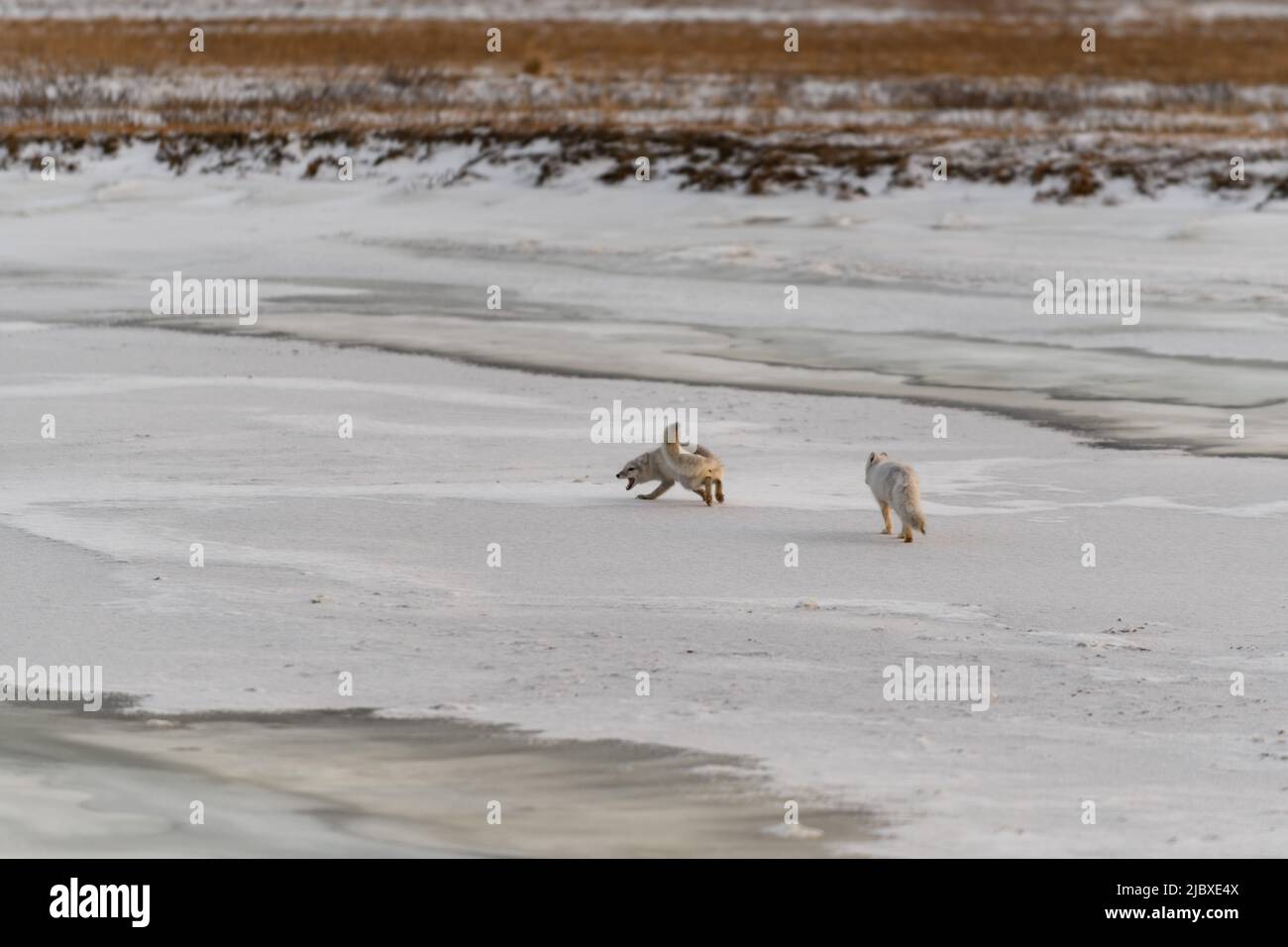 Two arctic foxes (Vulpes Lagopus) in wilde tundra. Arctic fox on the ...