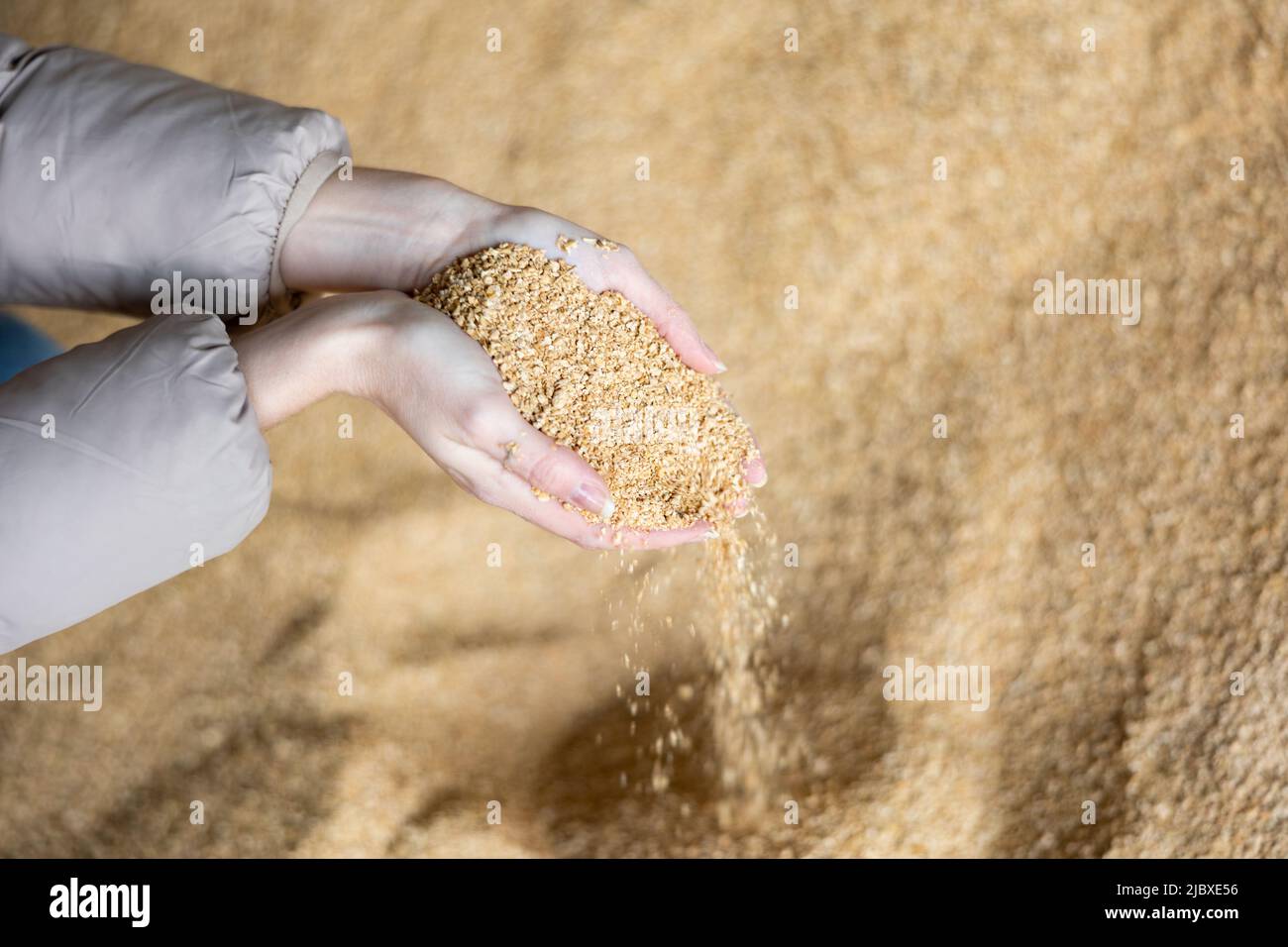 Close up image of hands holding animal feed soybean husks at stock yard ...