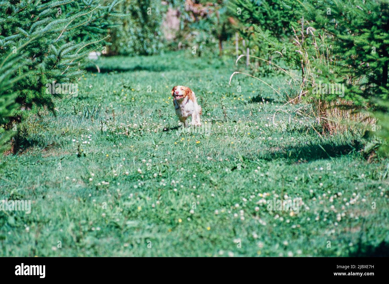 Brittany spaniel running hi-res stock photography and images - Alamy