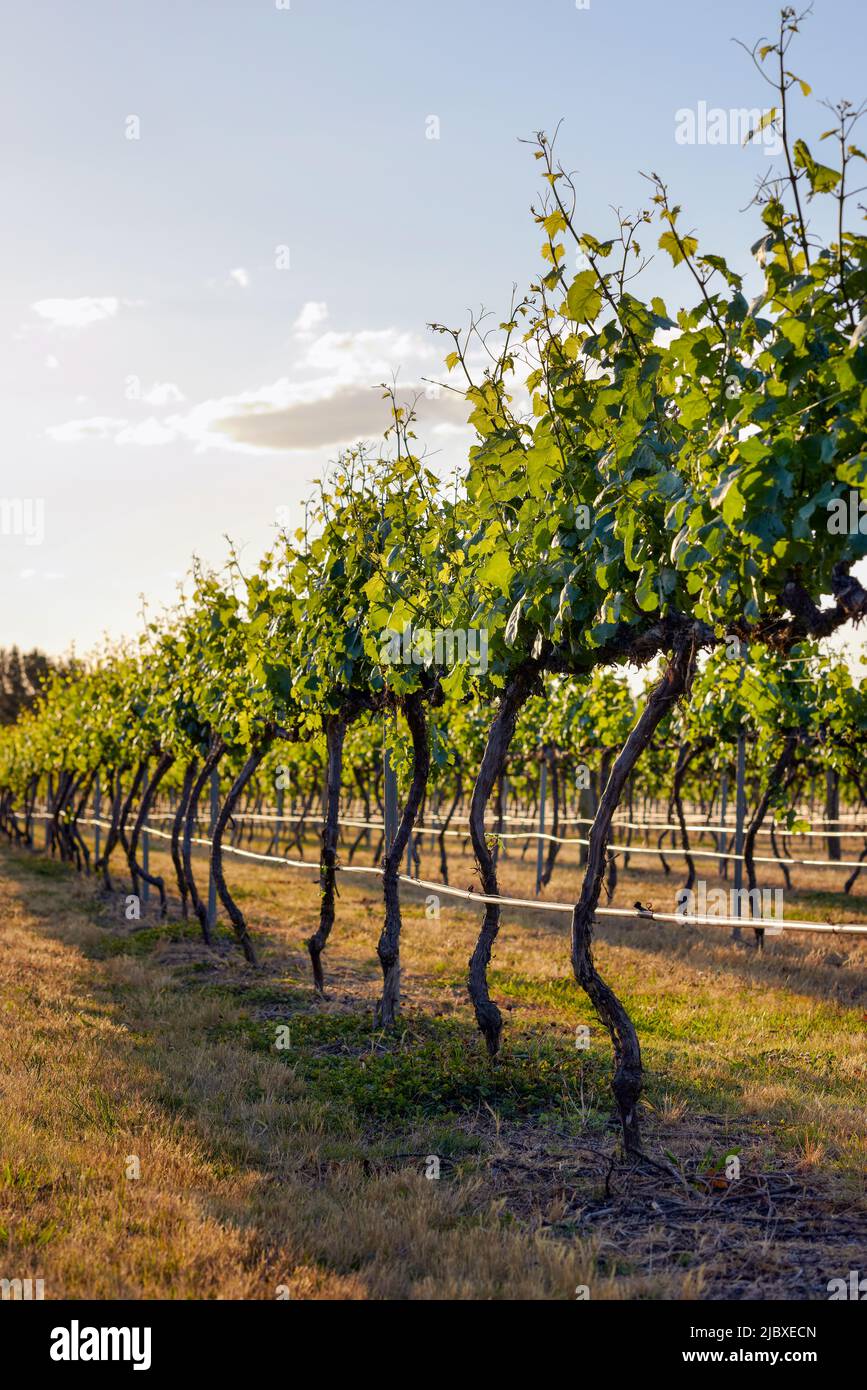 Rows of grapevines growing in vineyard Stock Photo - Alamy