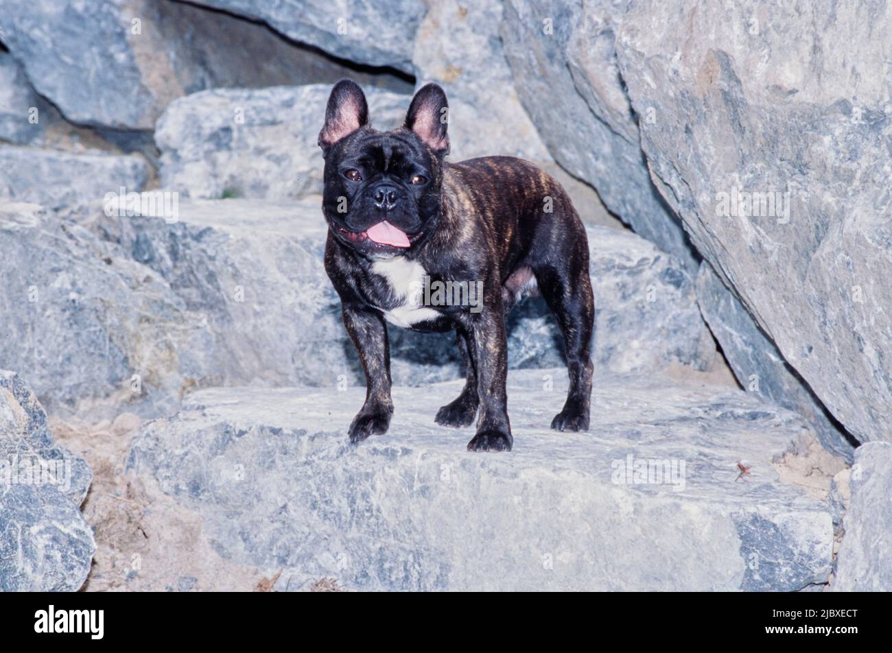 Frenchie standing hi-res stock photography and images - Alamy