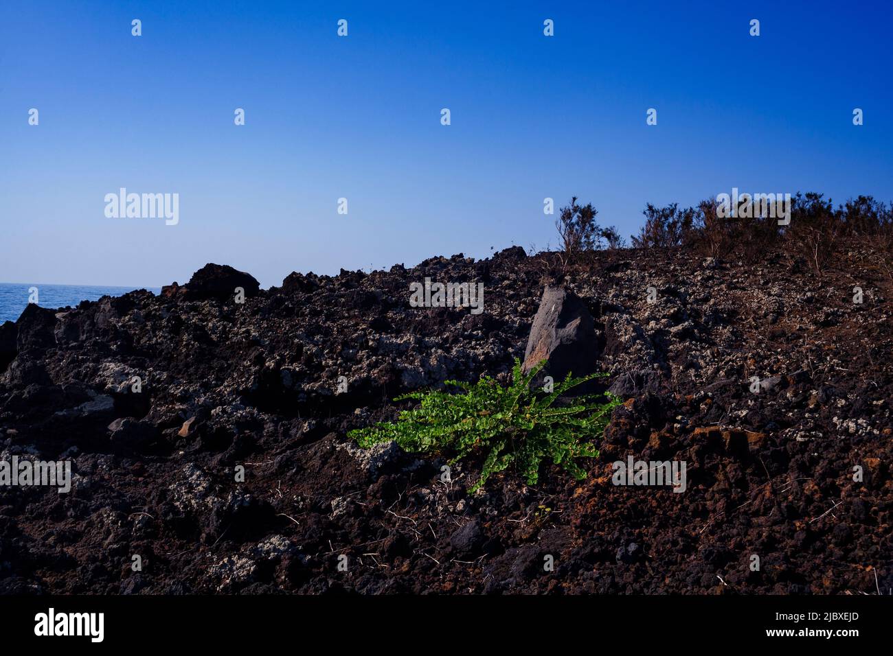 View of Capers plant on the lava rocks, Sicily Stock Photo - Alamy